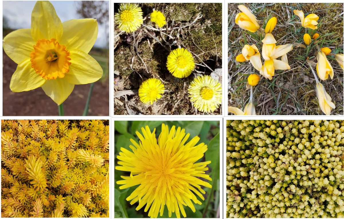 Colours In Nature (distance learning) – Digital Pedagogy – Making ...